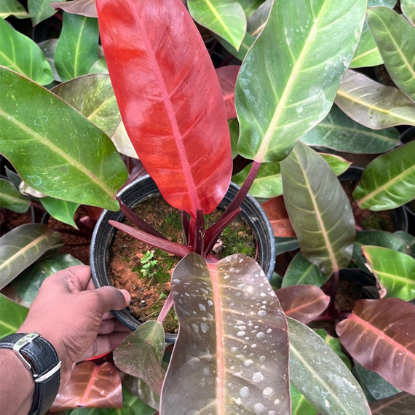 Ecoon plants. Home page