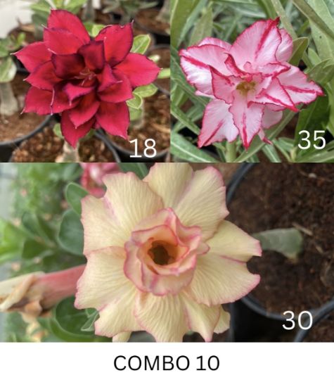 Ecoon plants. Adenium - 3 Plants combo 10, AD-19, AD-35, AD-30