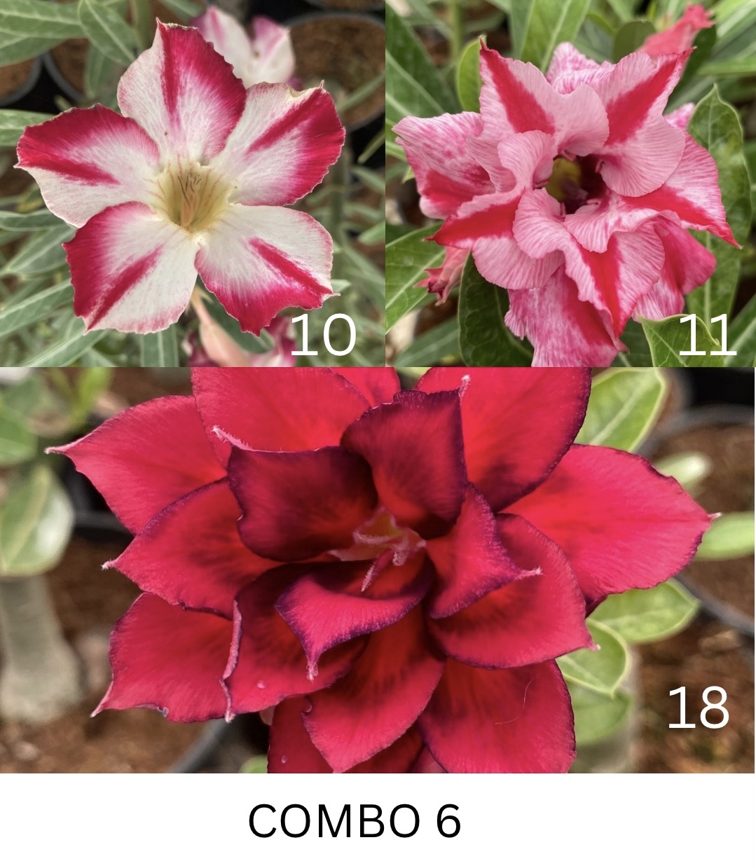 Ecoon plants. Adenium - 3 Plants combo 6, AD-10, AD-11, AD-18