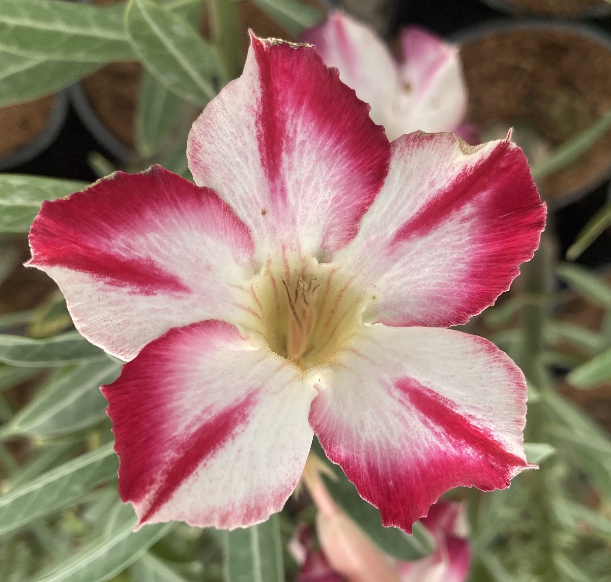 Ecoon plants. Adenium - 3 Plants combo 6, AD-10, AD-11, AD-18