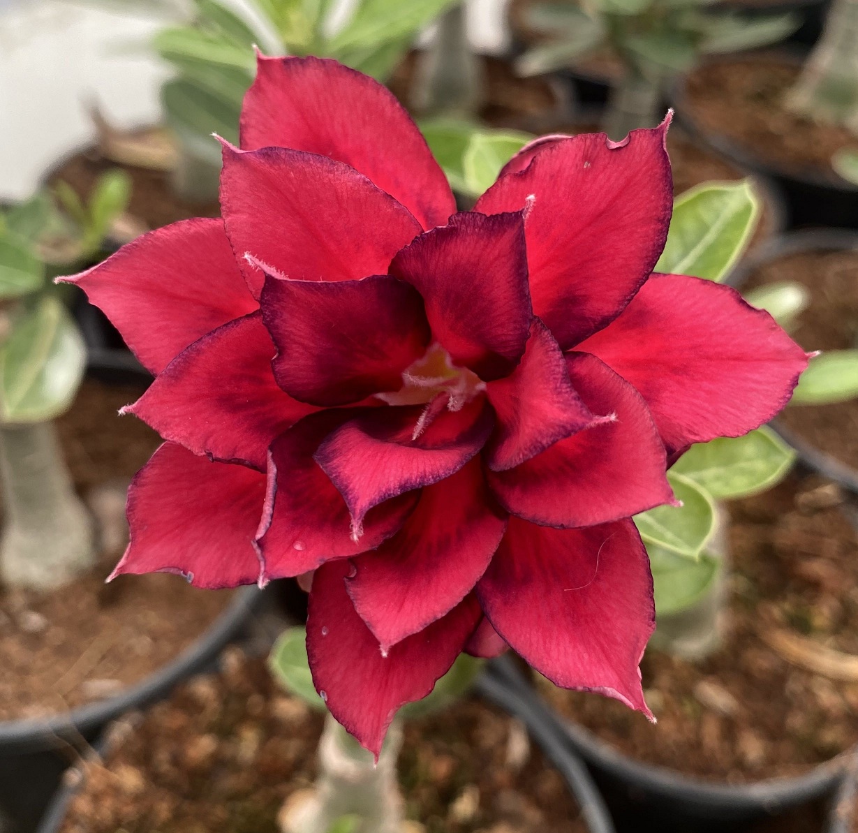 Ecoon plants. Adenium - 3 Plants combo 6, AD-10, AD-11, AD-18