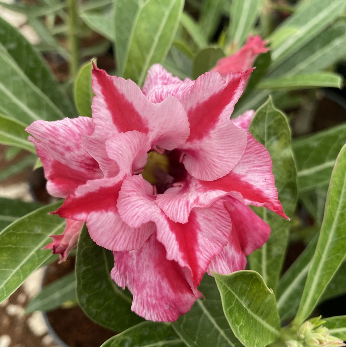 Ecoon plants. Adenium - 3 Plants combo 6, AD-10, AD-11, AD-18